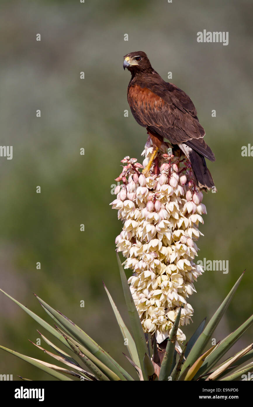 Harris hawk in Texas Stock Photo - Alamy