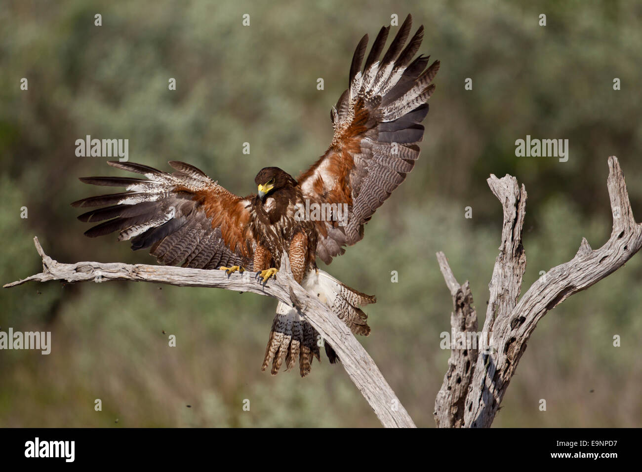 Harris hawk in Texas Stock Photo - Alamy