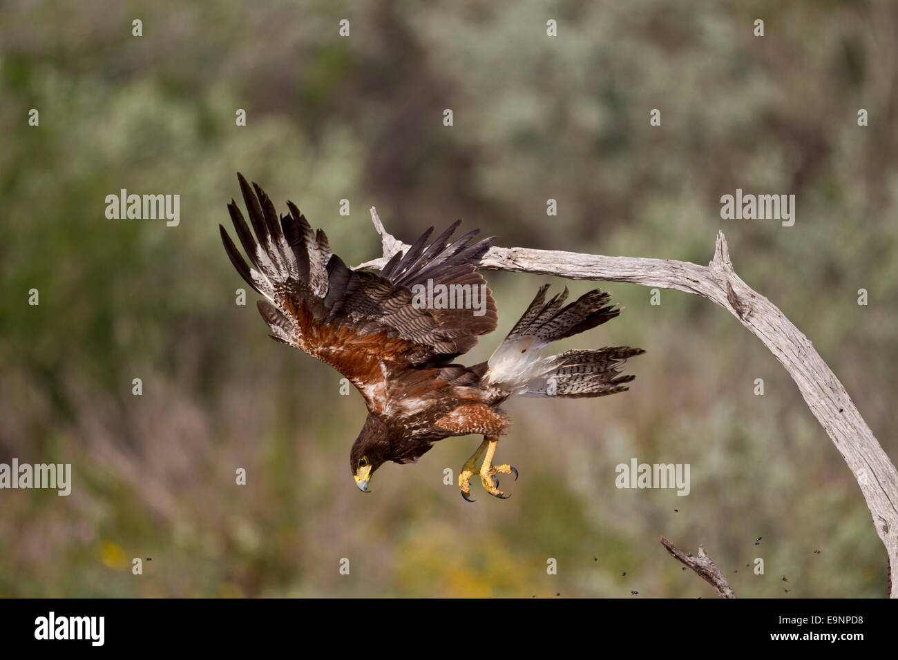 Harris hawk in Texas Stock Photo - Alamy