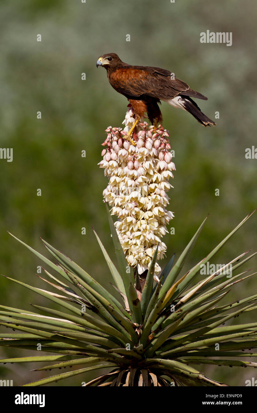 Harris hawk in Texas Stock Photo - Alamy