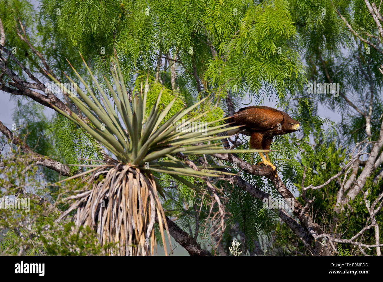 Harris hawk in Texas Stock Photo - Alamy