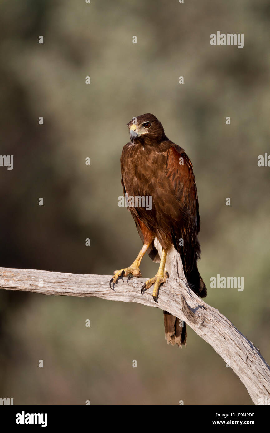 Harris hawk in Texas Stock Photo - Alamy