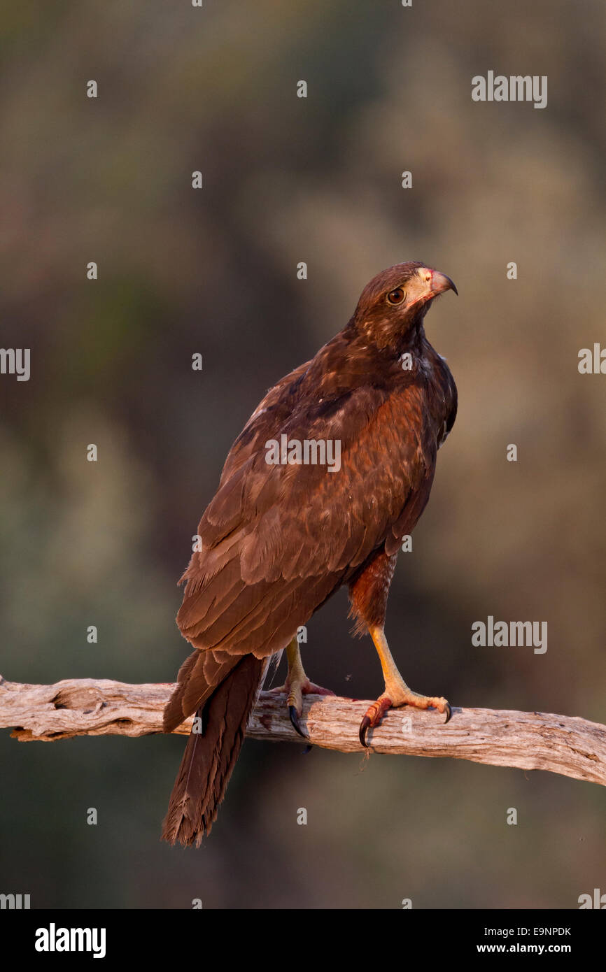 Harris hawk in Texas Stock Photo - Alamy