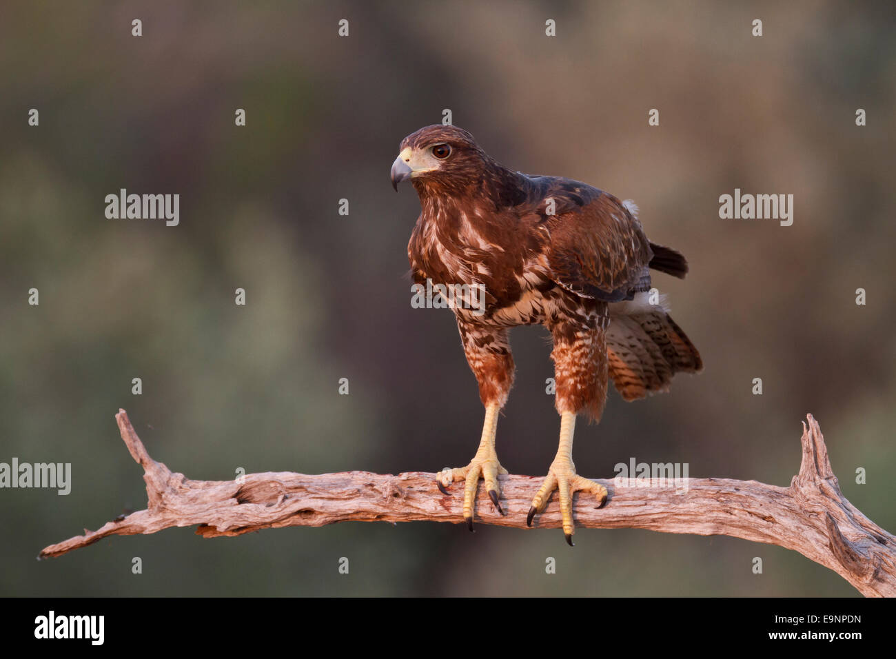 Harris hawk in Texas Stock Photo - Alamy