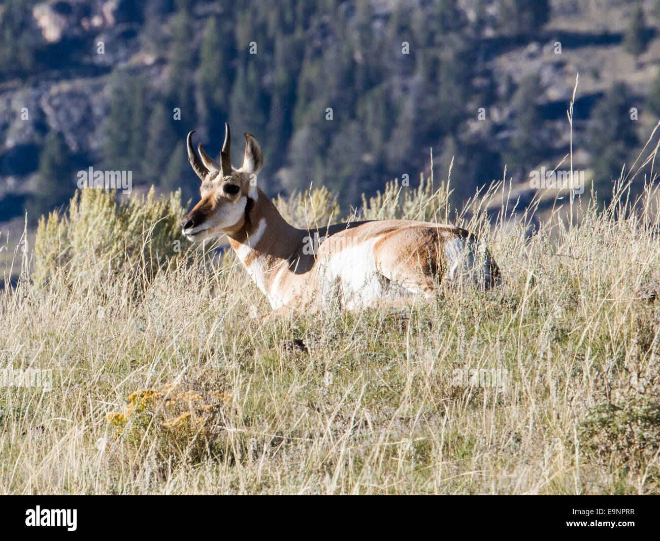 A pronghorn, Antilocapra americana "antelope" grazing in Lamar Valley ...