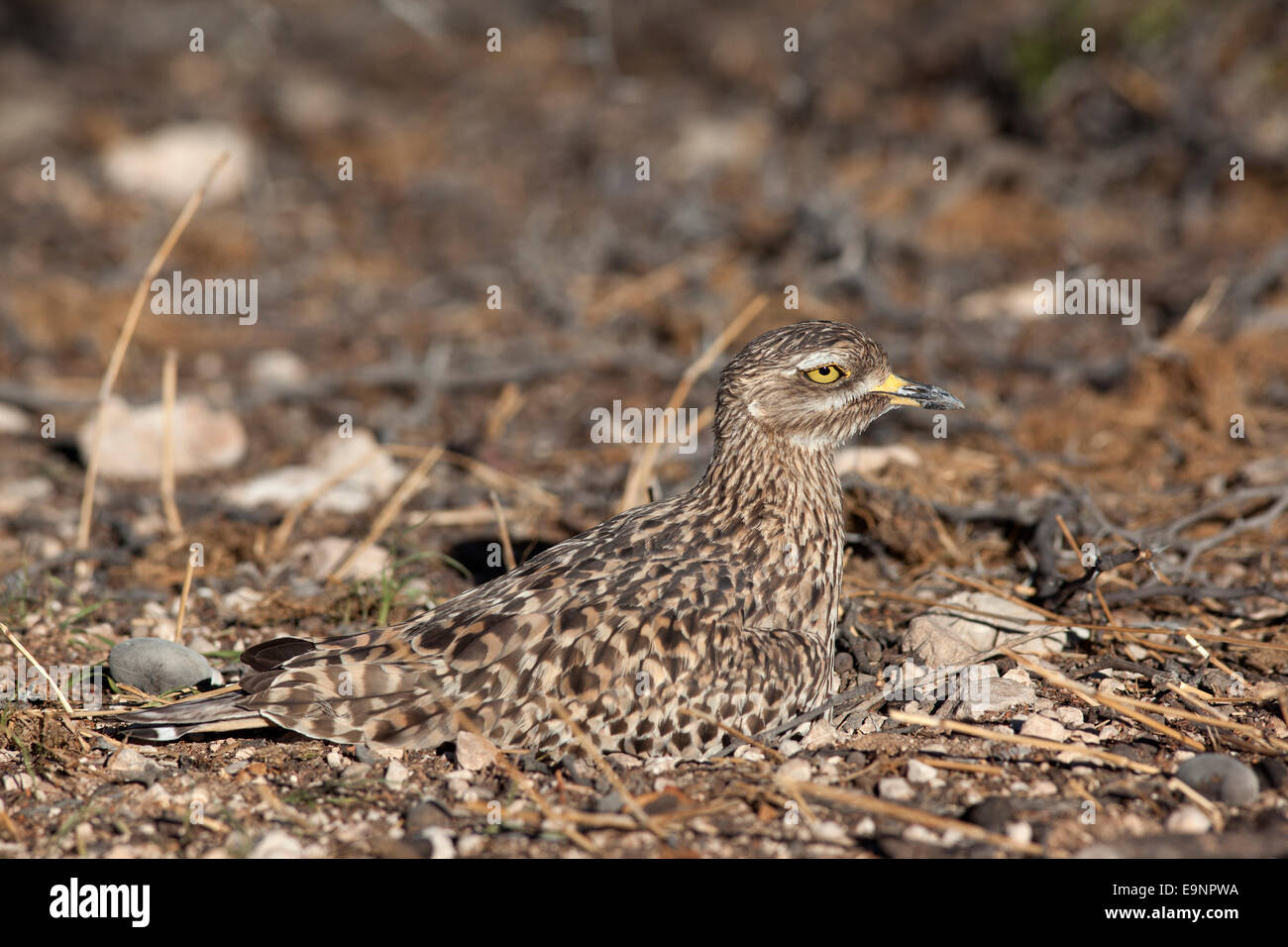 African dikkop hi-res stock photography and images - Alamy