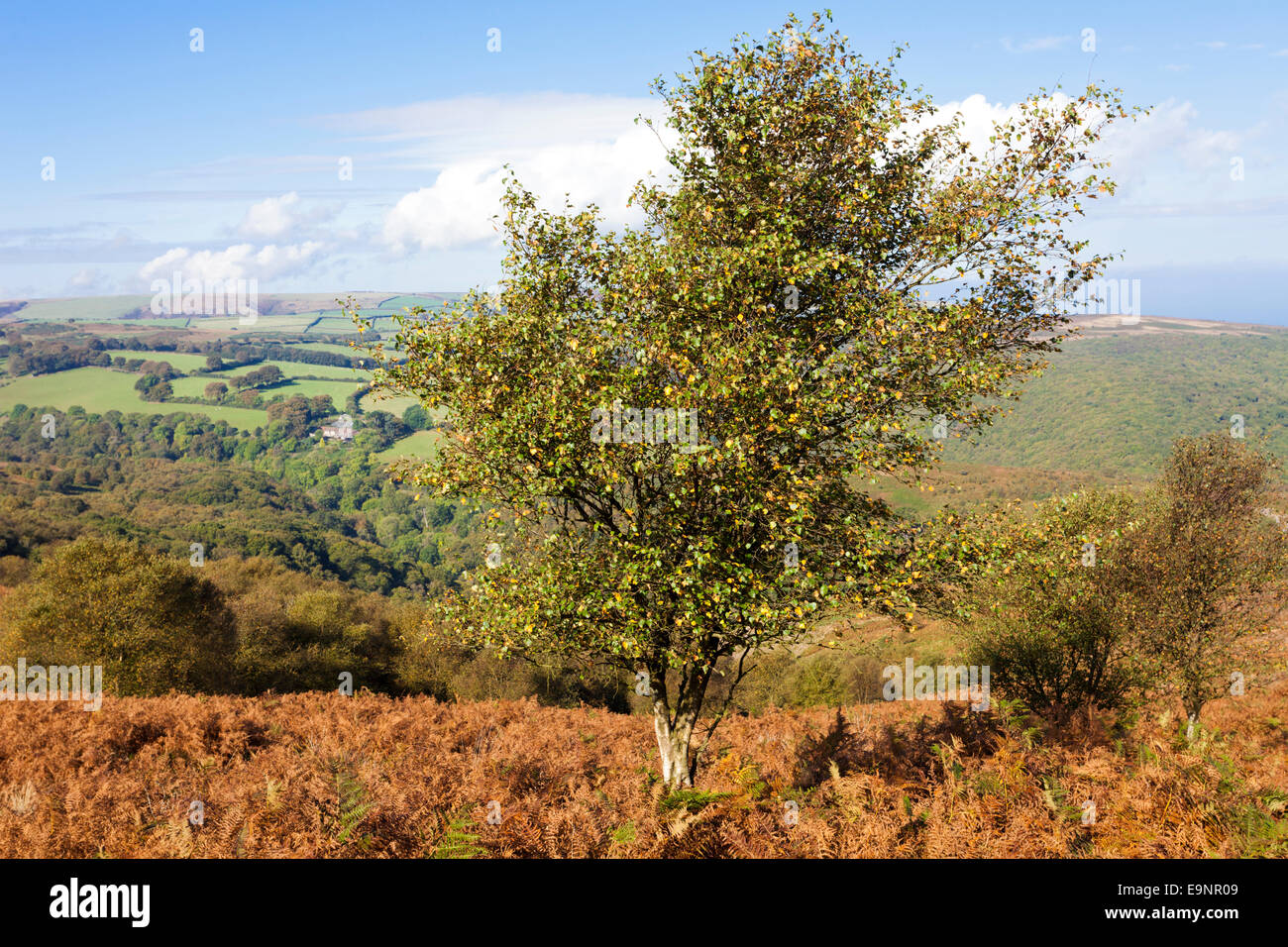 Exmoor National Park - A small birch tree on Dunkery Hill, Somerset UK ...