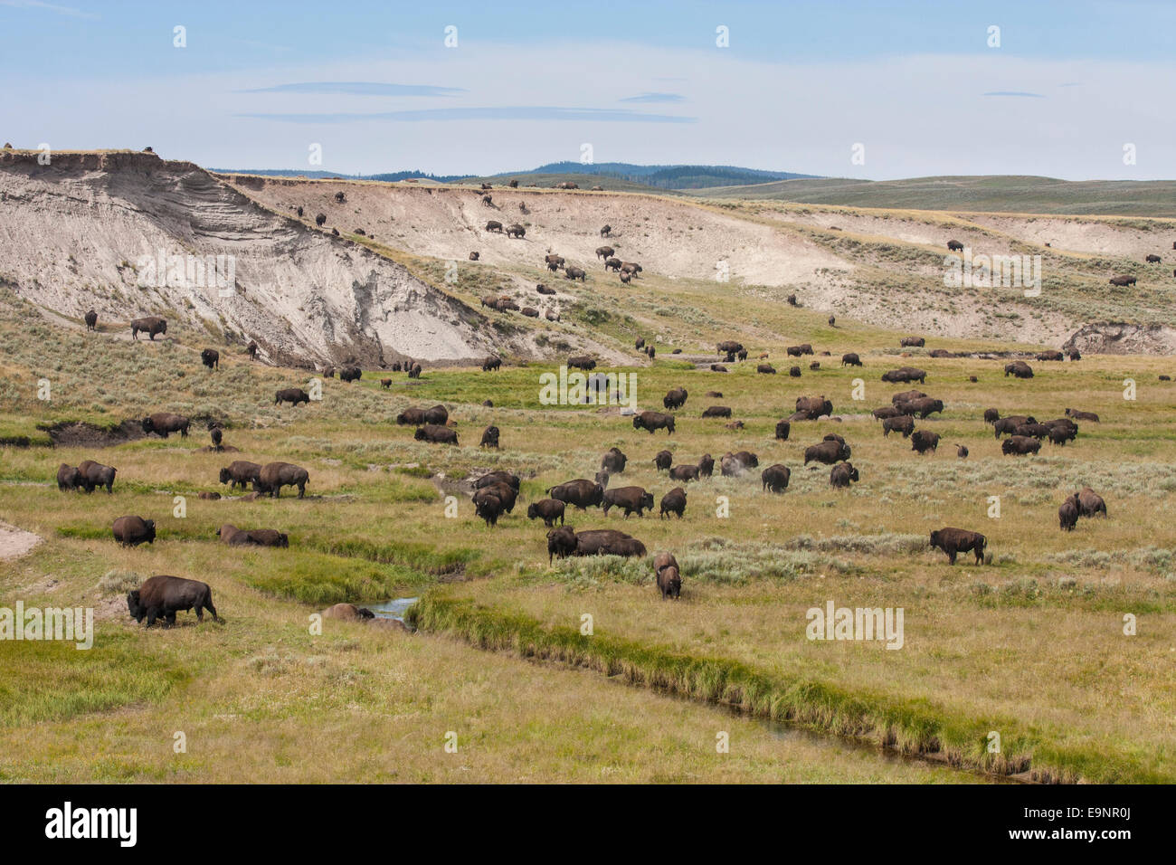 Herd bison in yellowstone hi-res stock photography and images - Alamy