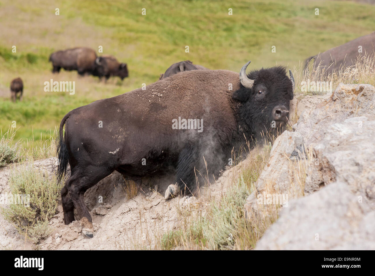 Bison during the rut in Yellowstone National Park Stock Photo - Alamy