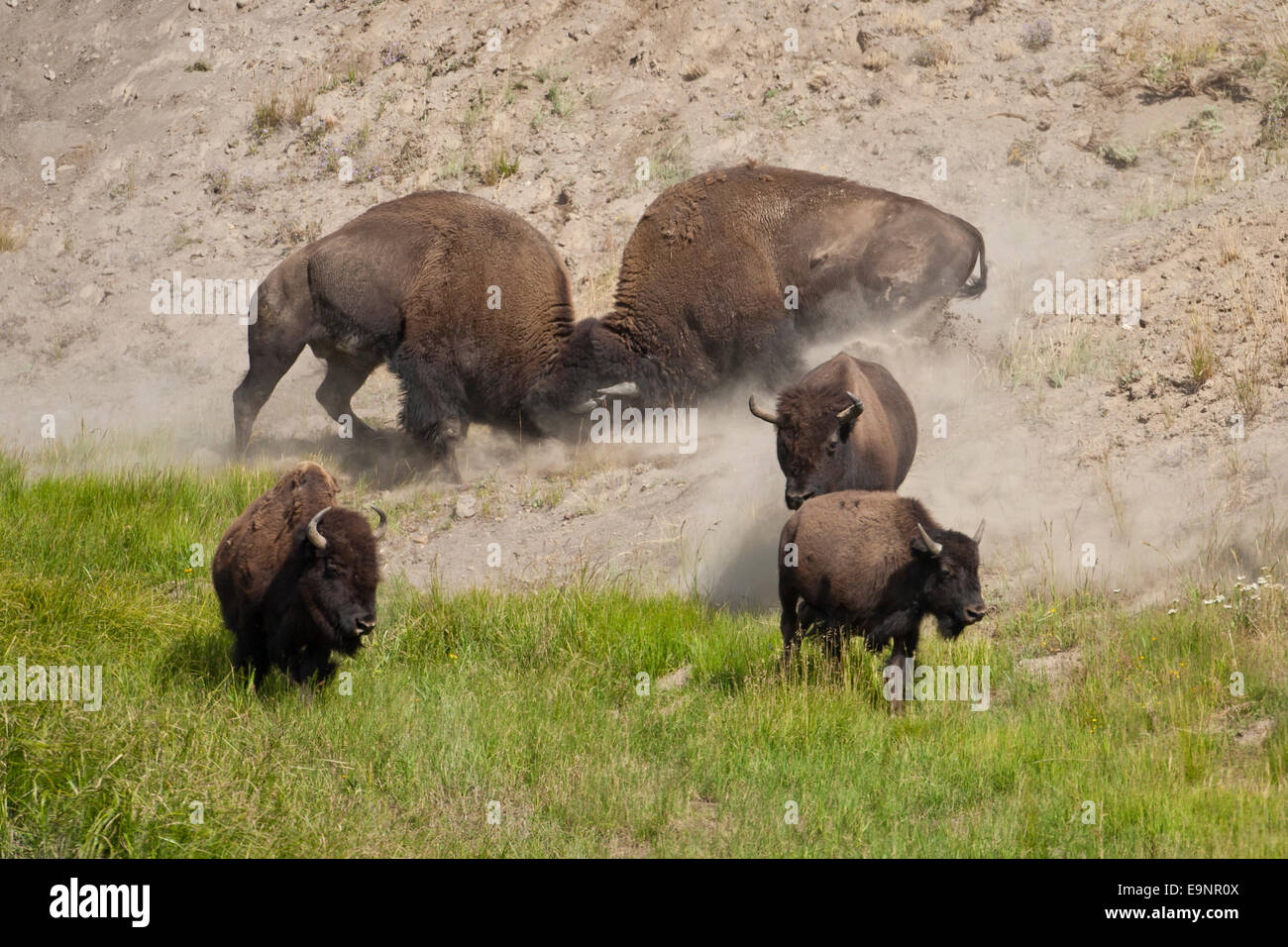Bison during the rut in Yellowstone National Park Stock Photo - Alamy