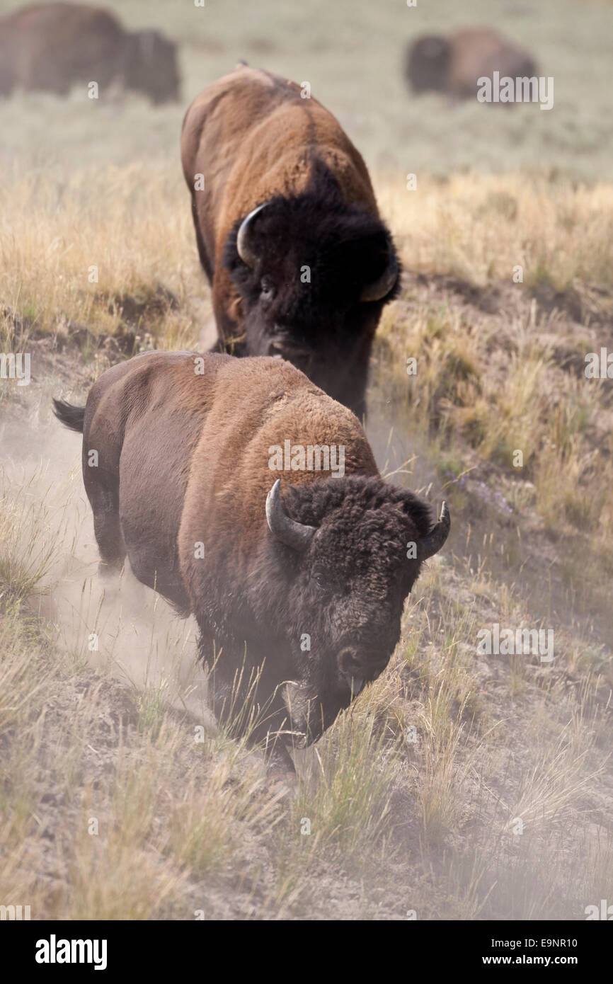 Bison during the rut in Yellowstone National Park Stock Photo - Alamy