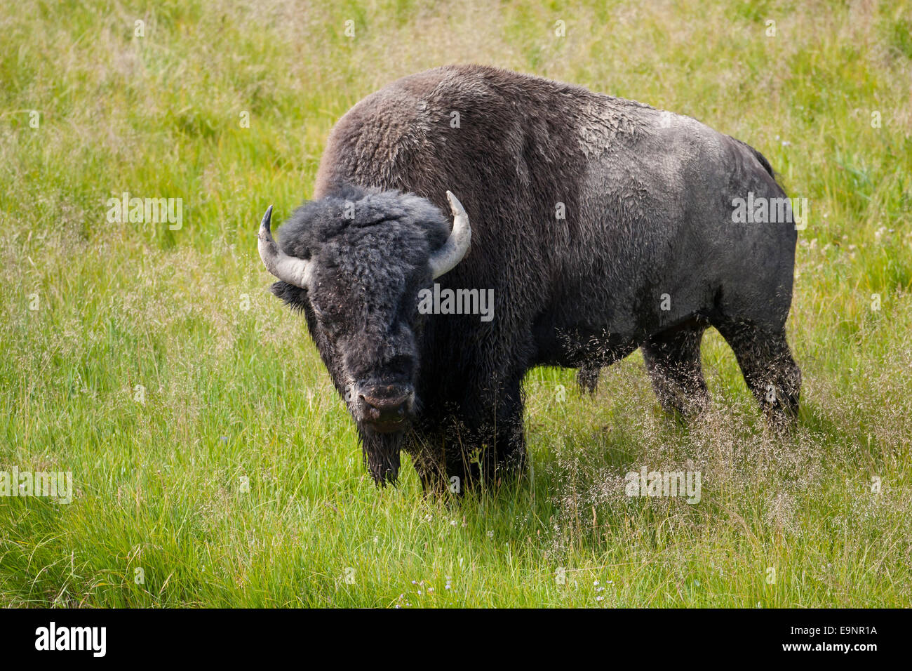 Bison during the rut in Yellowstone National Park Stock Photo - Alamy