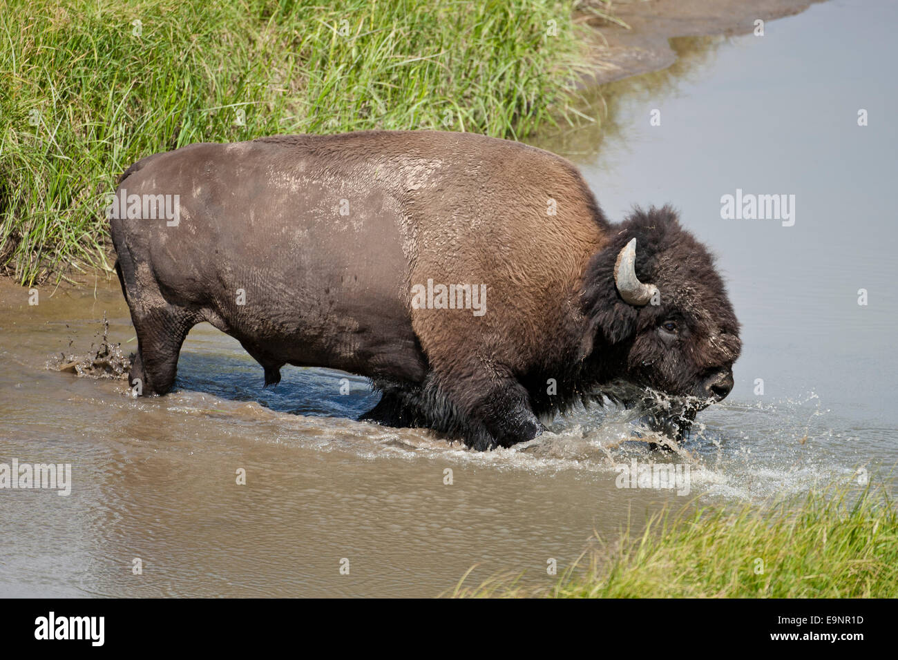 Bison crossing stream in Yellowstone National Park Stock Photo - Alamy