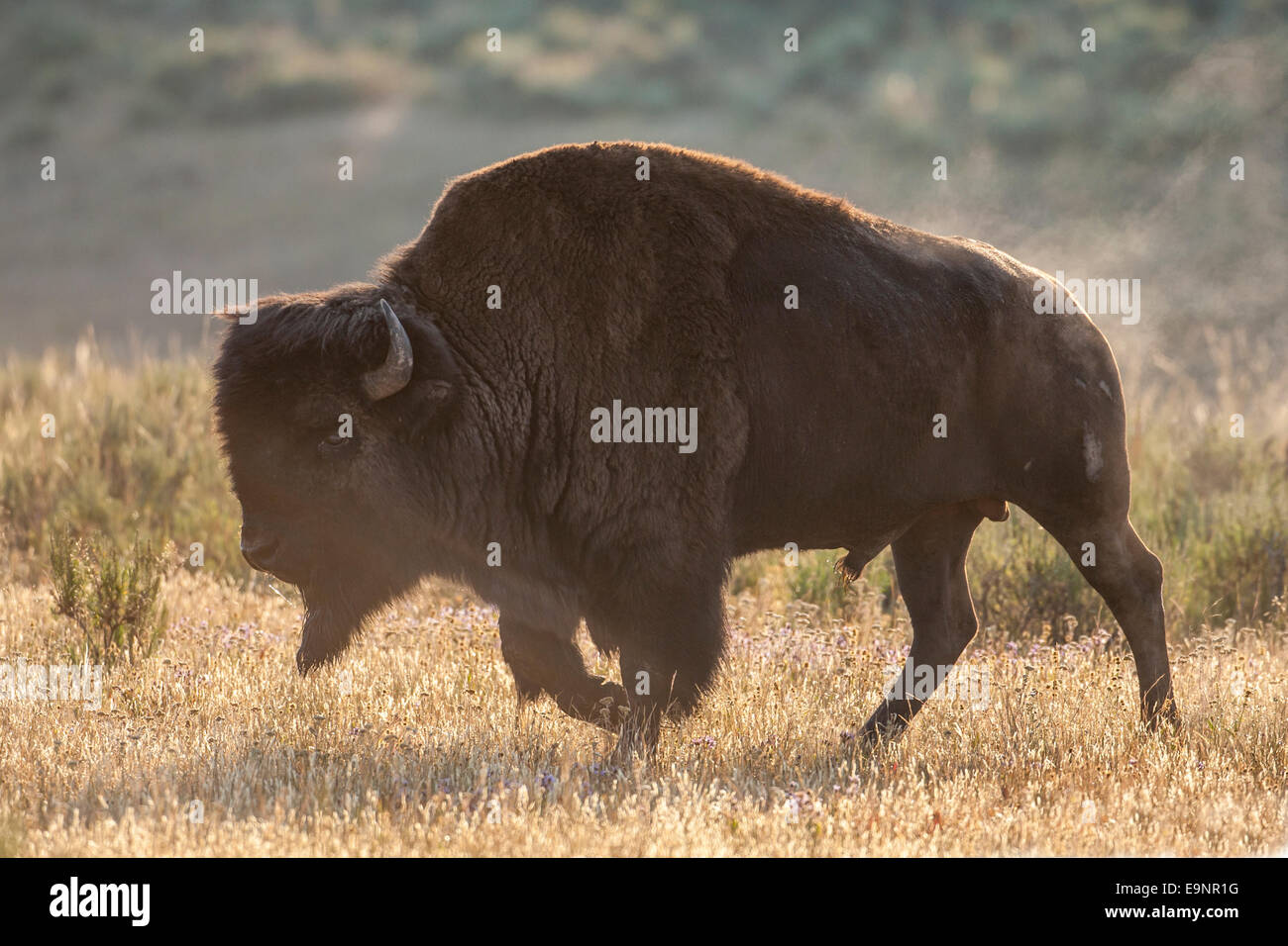Bison during the rut in Yellowstone National Park Stock Photo - Alamy