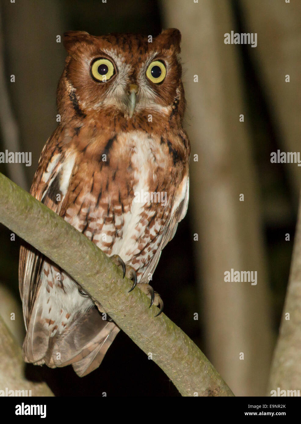 Closeup eastern screech owl red phase - Megascops asio Stock Photo - Alamy