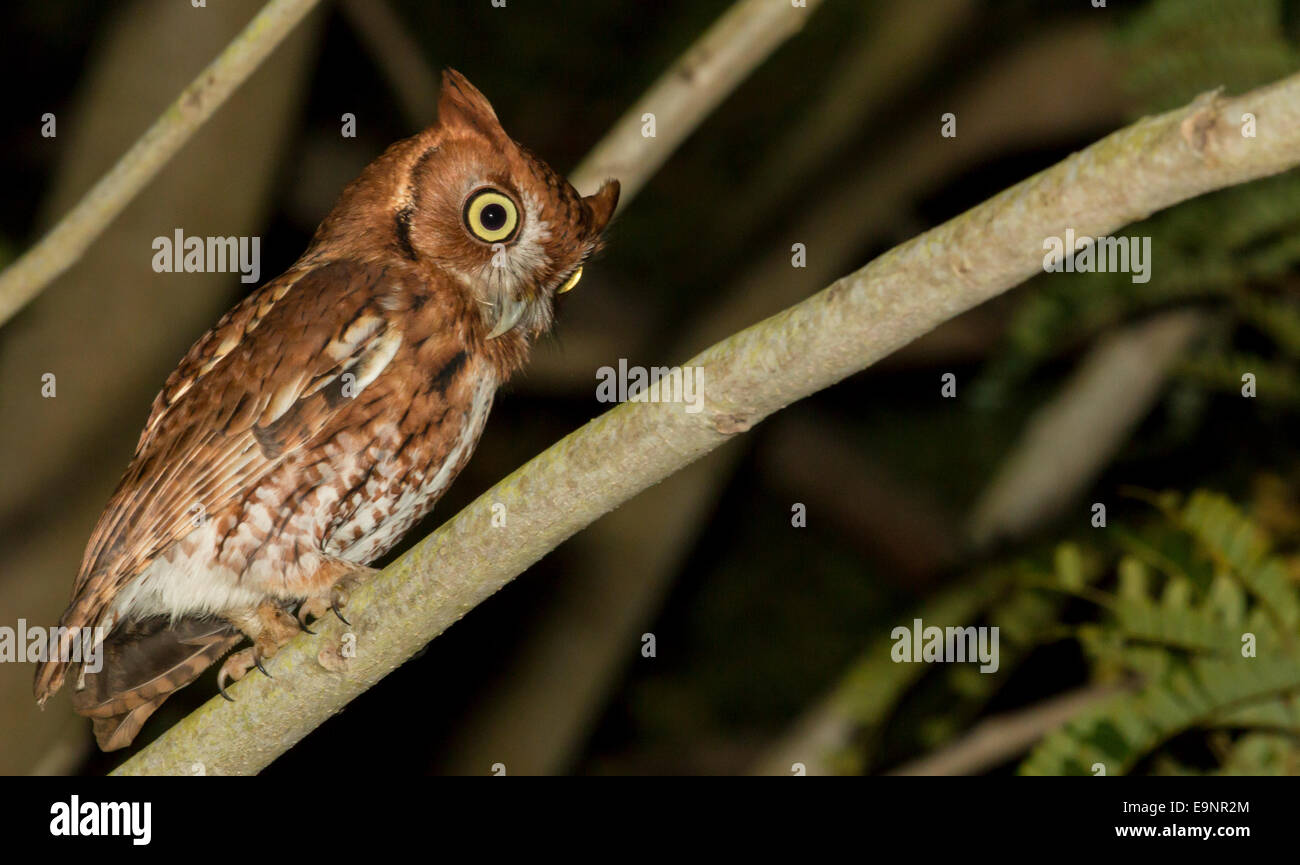 Closeup eastern screech owl red phase - Megascops asio Stock Photo - Alamy