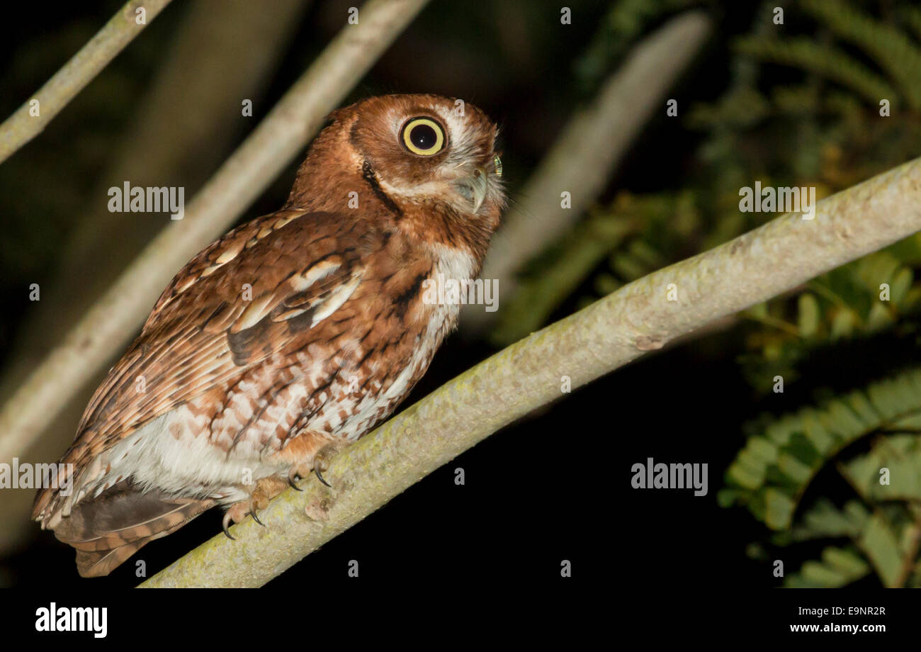 Closeup eastern screech owl red phase - Megascops asio Stock Photo - Alamy