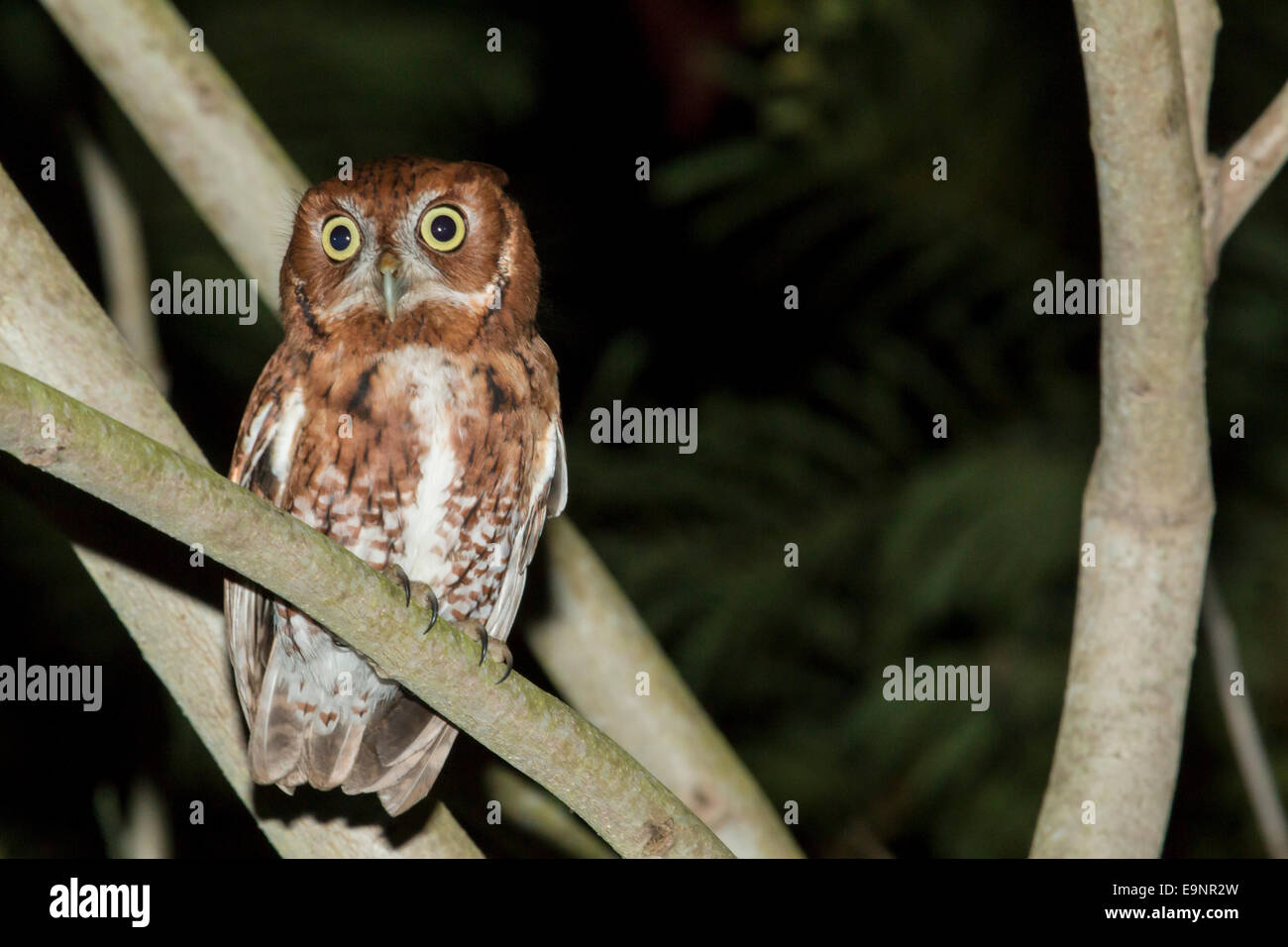 Closeup eastern screech owl red phase - Megascops asio Stock Photo - Alamy