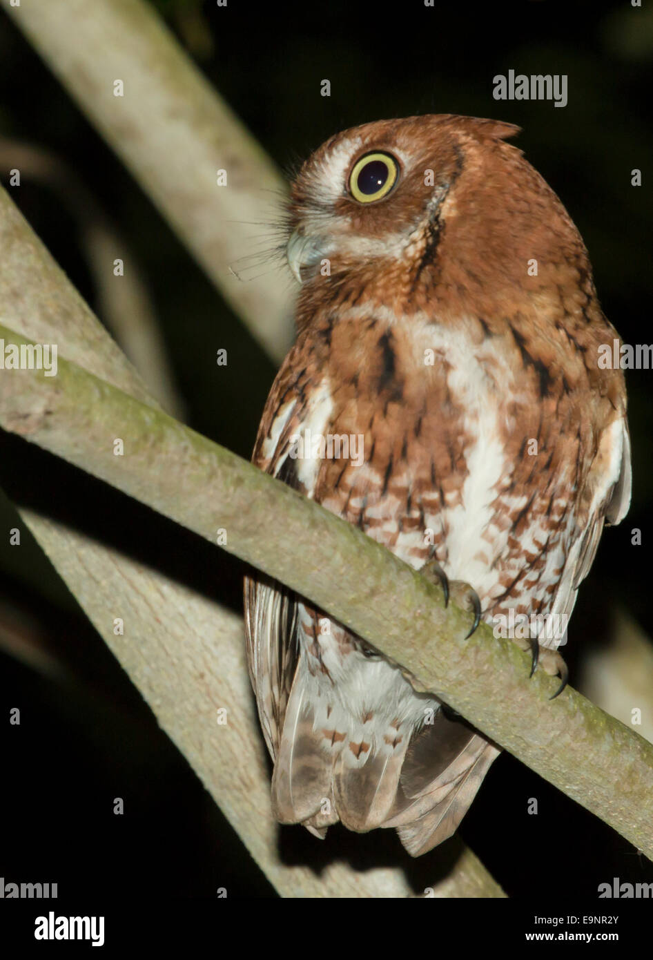 Closeup eastern screech owl red phase - Megascops asio Stock Photo - Alamy