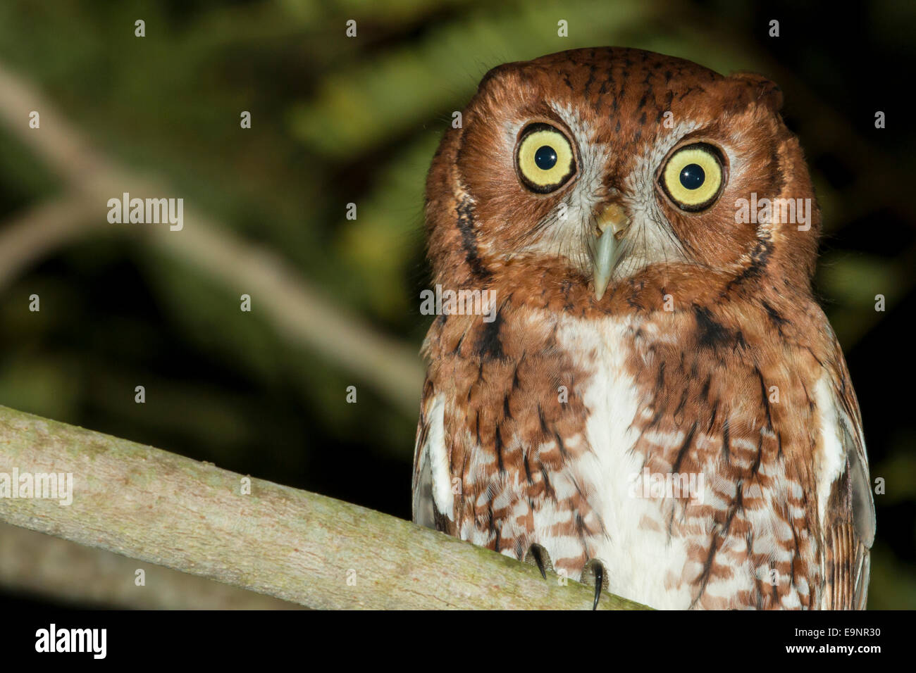 Closeup eastern screech owl red phase - Megascops asio Stock Photo - Alamy