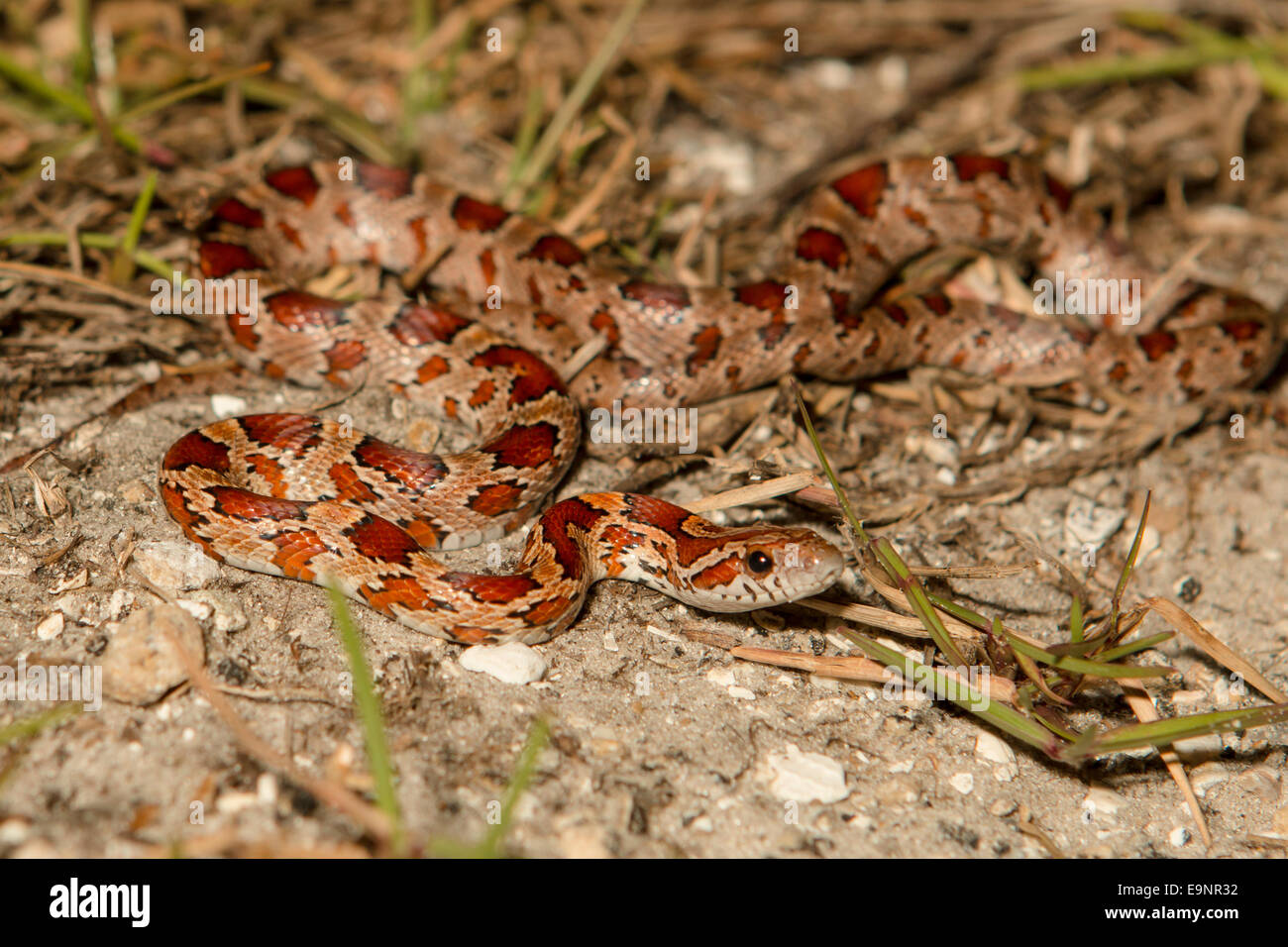 Corn snake - Pantherophis guttatus Stock Photo - Alamy