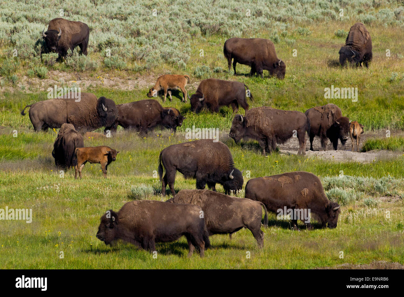Bison or American buffalo (Bison bison Stock Photo - Alamy
