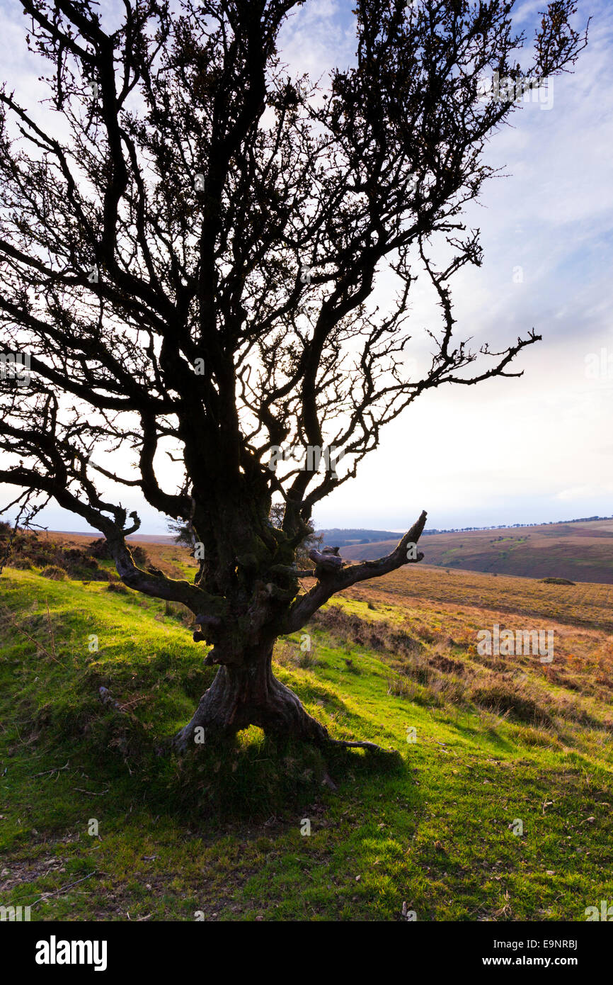 Exmoor National Park - A stunted hawthorn tree on Wilmersham Common ...