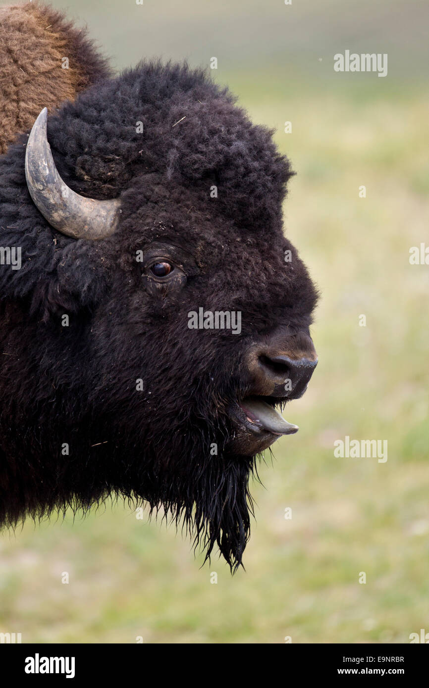 Bison during the rut in Yellowstone National Park Stock Photo - Alamy