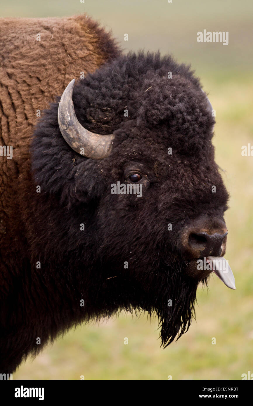 Bison in rut hi-res stock photography and images - Alamy