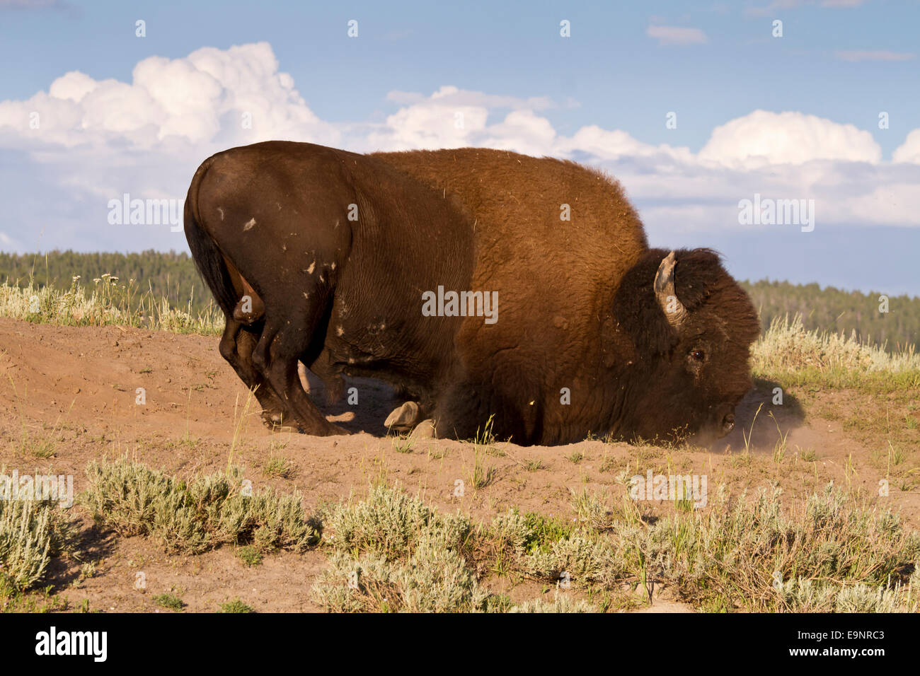 Bison during the rut in Yellowstone National Park Stock Photo - Alamy
