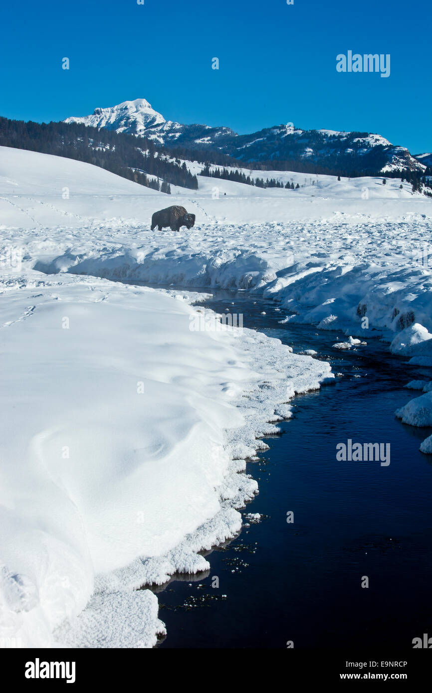 Yellowstone bison buffalo hi-res stock photography and images - Alamy