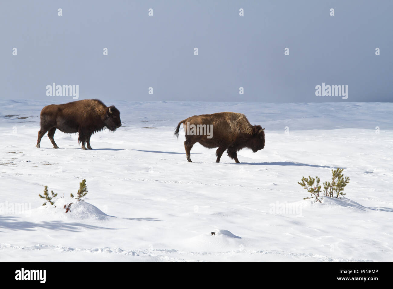 Bull bison during the rut in Yellowstone National Park Stock Photo - Alamy