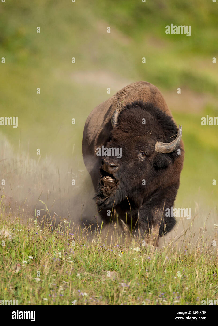 Bison bull hi-res stock photography and images - Alamy