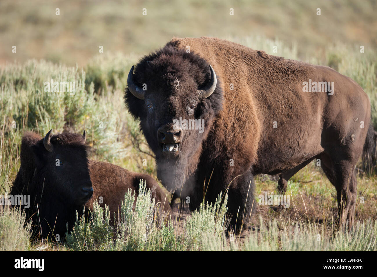 Bison bull hi-res stock photography and images - Alamy