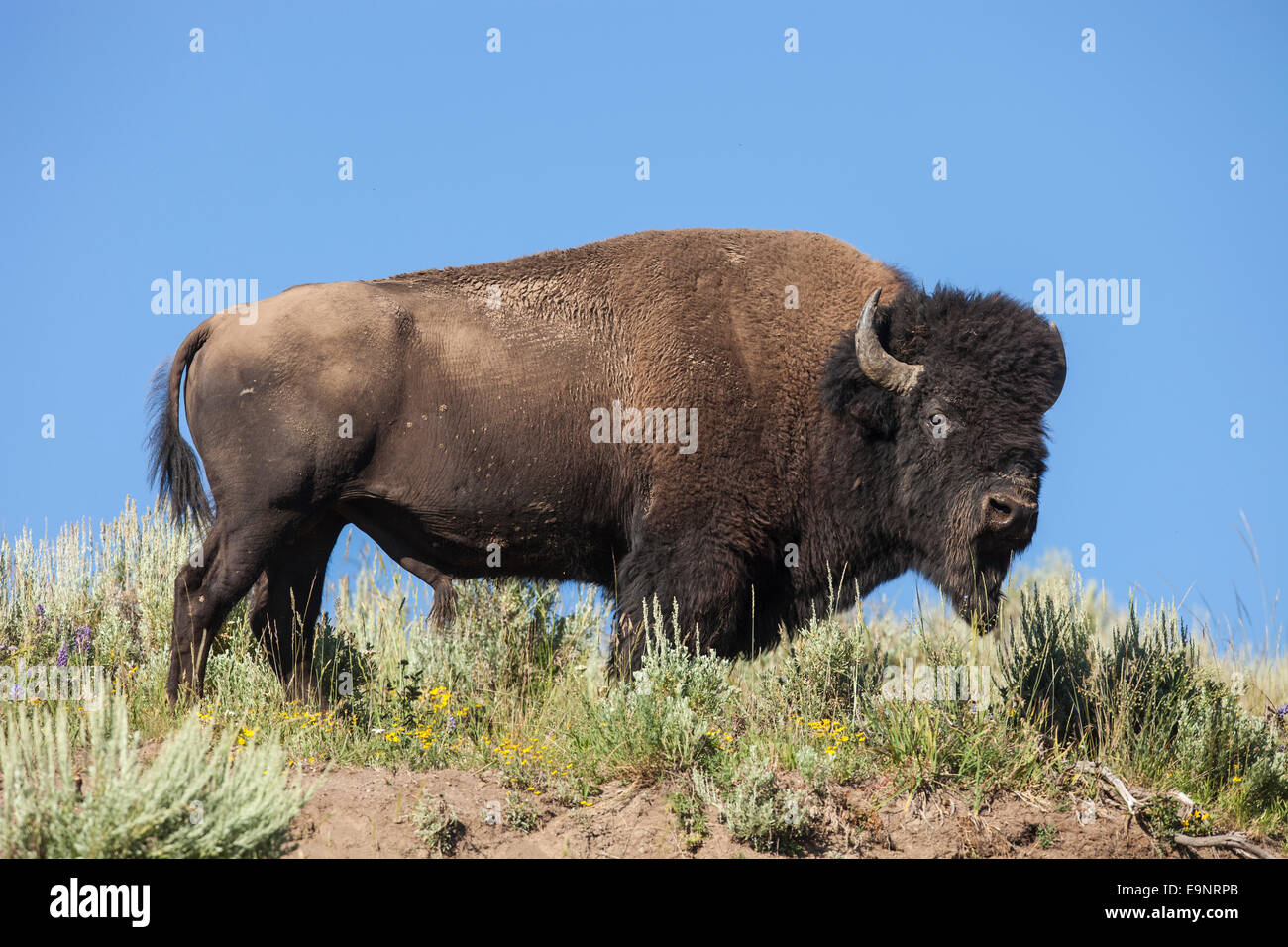 Bull bison during the rut in Yellowstone National Park Stock Photo - Alamy