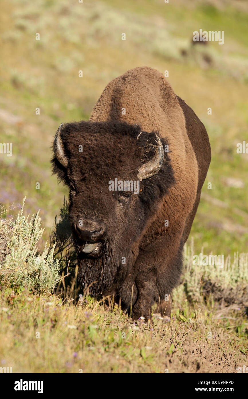 Bull bison during the rut in Yellowstone National Park Stock Photo - Alamy