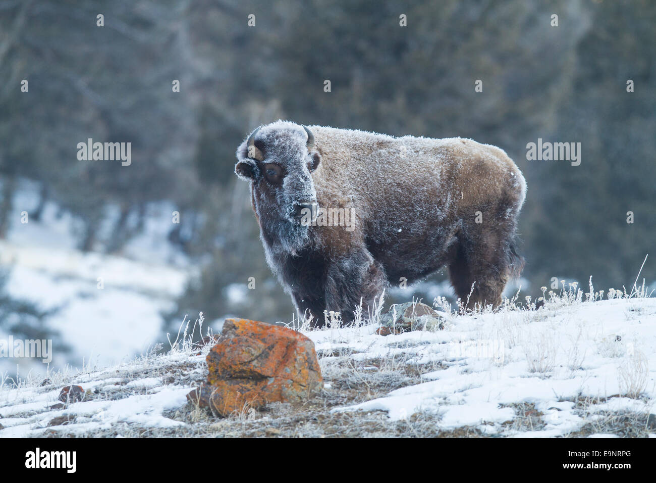 Bull bison during the rut in Yellowstone National Park Stock Photo - Alamy