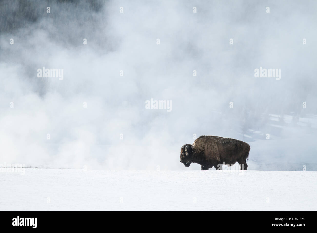 Bull bison during the rut in Yellowstone National Park Stock Photo - Alamy