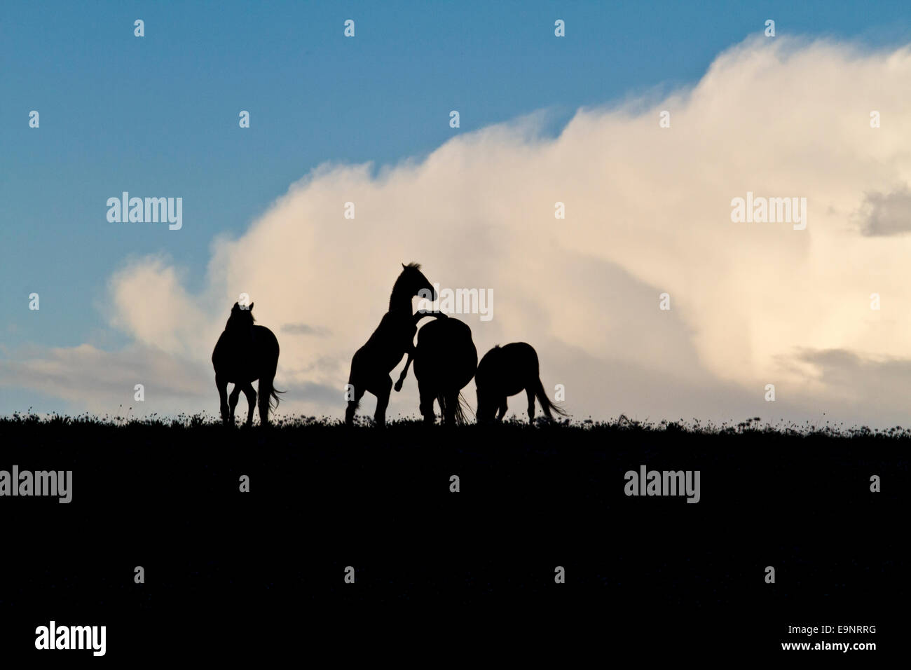 Wild mustangs at sunset Stock Photo - Alamy