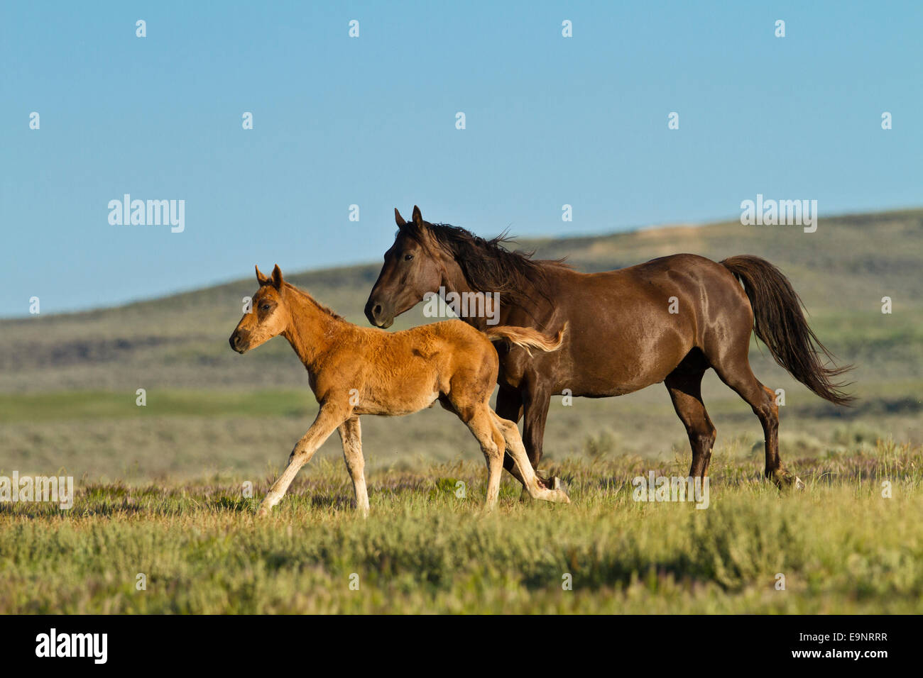 Wild mustangs mare and foal in the Red Desert of Wyoming Stock Photo ...