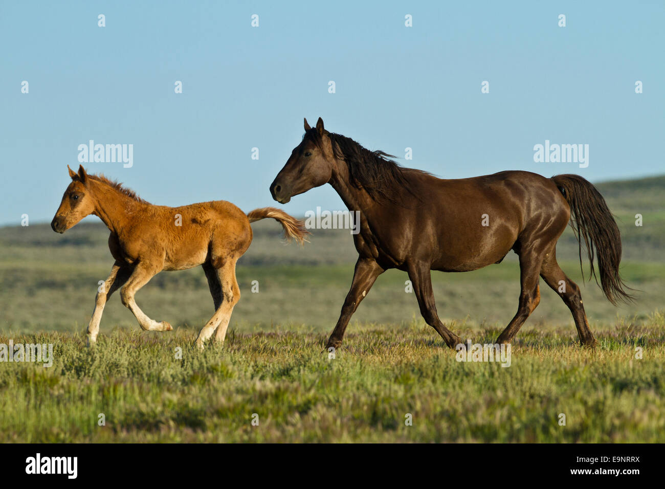 Wild mustangs mare and foal in the Red Desert of Wyoming Stock Photo ...
