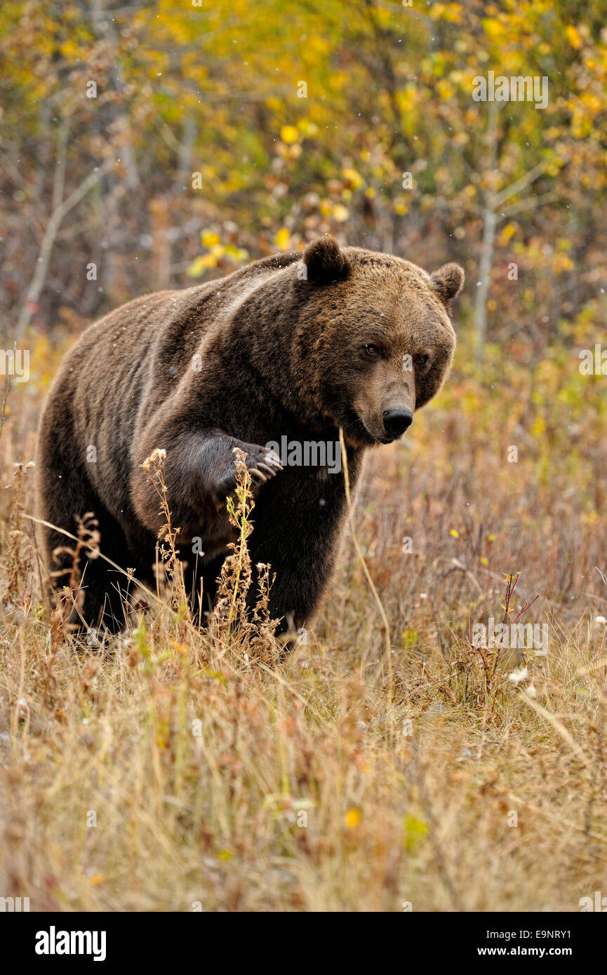 Grizzly bear (Ursus arctos) in late autumn mountain habitat (captive ...