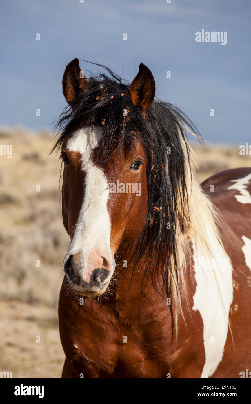 Wild mustang in Wyoming Stock Photo - Alamy