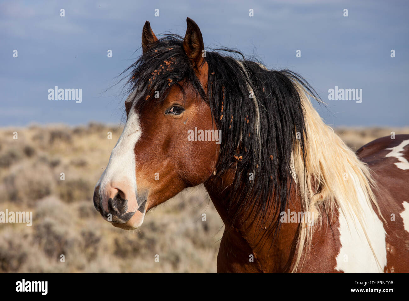 Wild mustang in Wyoming Stock Photo - Alamy