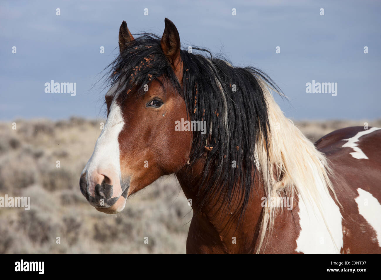 Mustang animal hi-res stock photography and images - Alamy