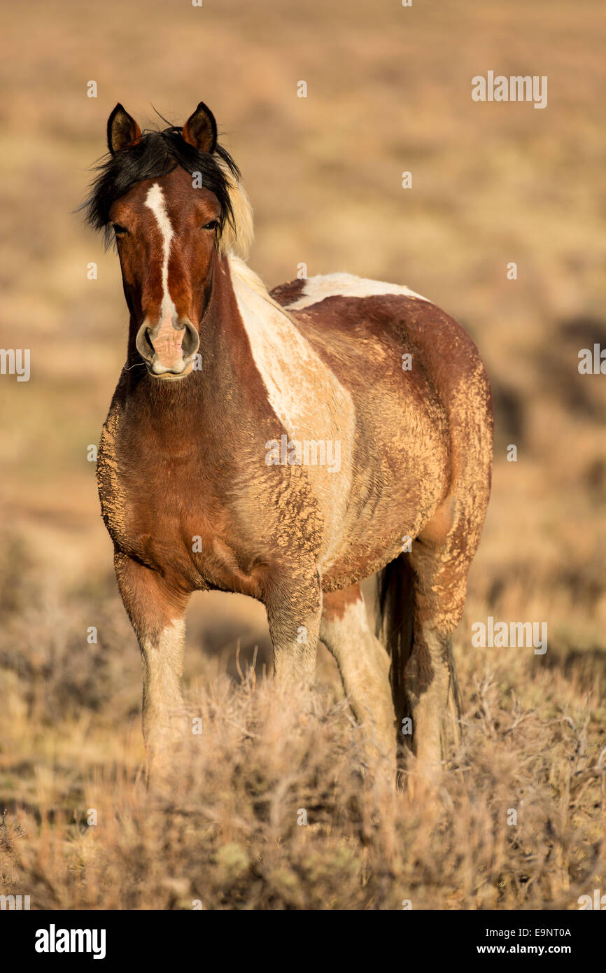Wild mustang in Wyoming Stock Photo - Alamy