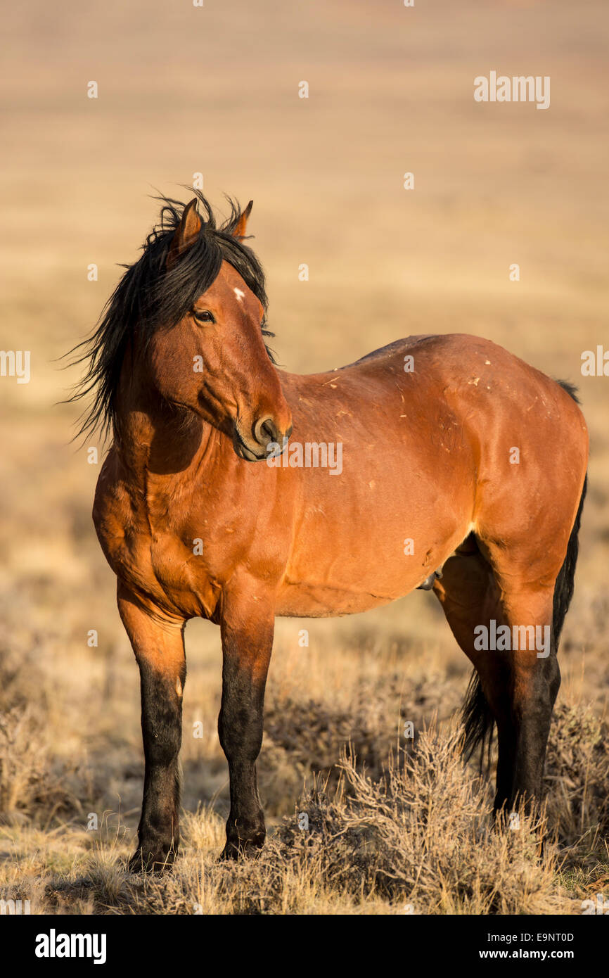 Wild mustang in Wyoming Stock Photo - Alamy