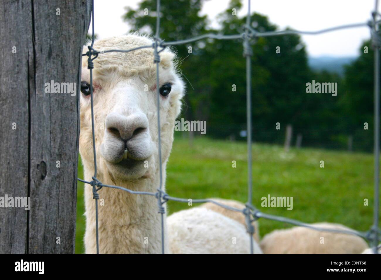 Alpaca through a fence Stock Photo - Alamy