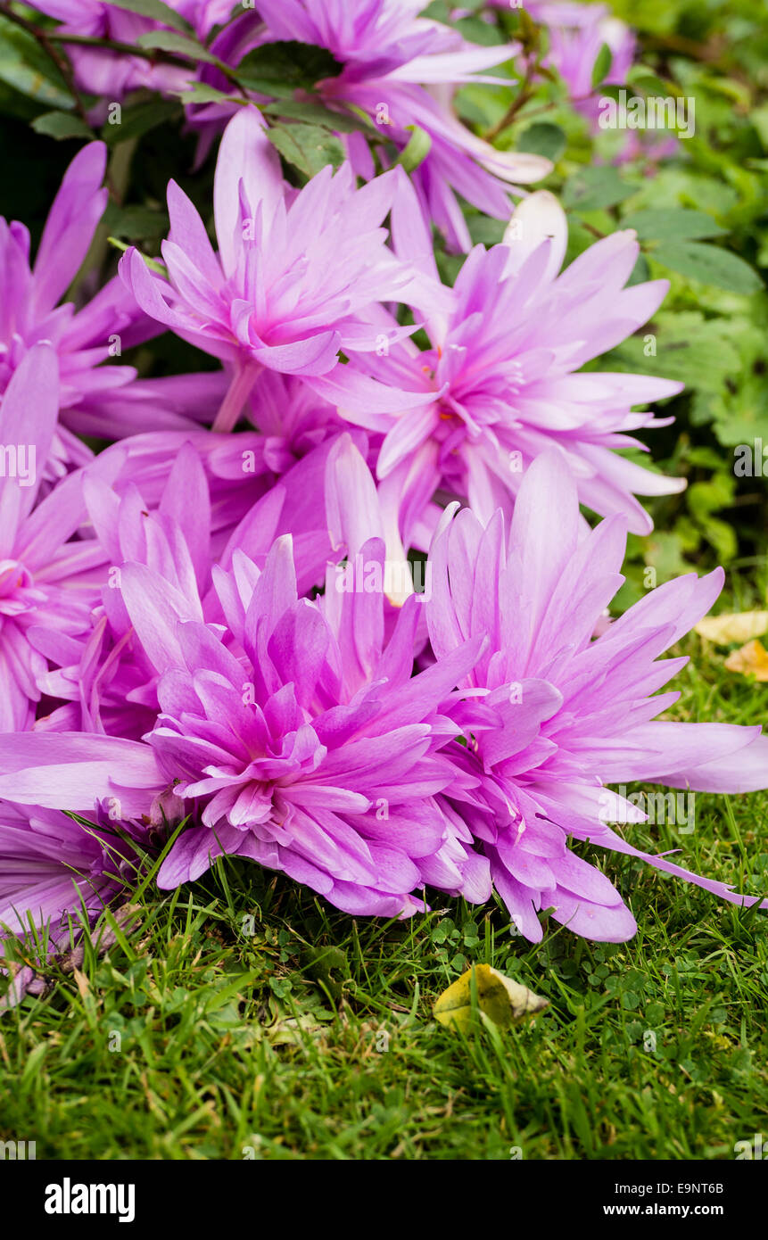 Crocus like flowers hi-res stock photography and images - Alamy