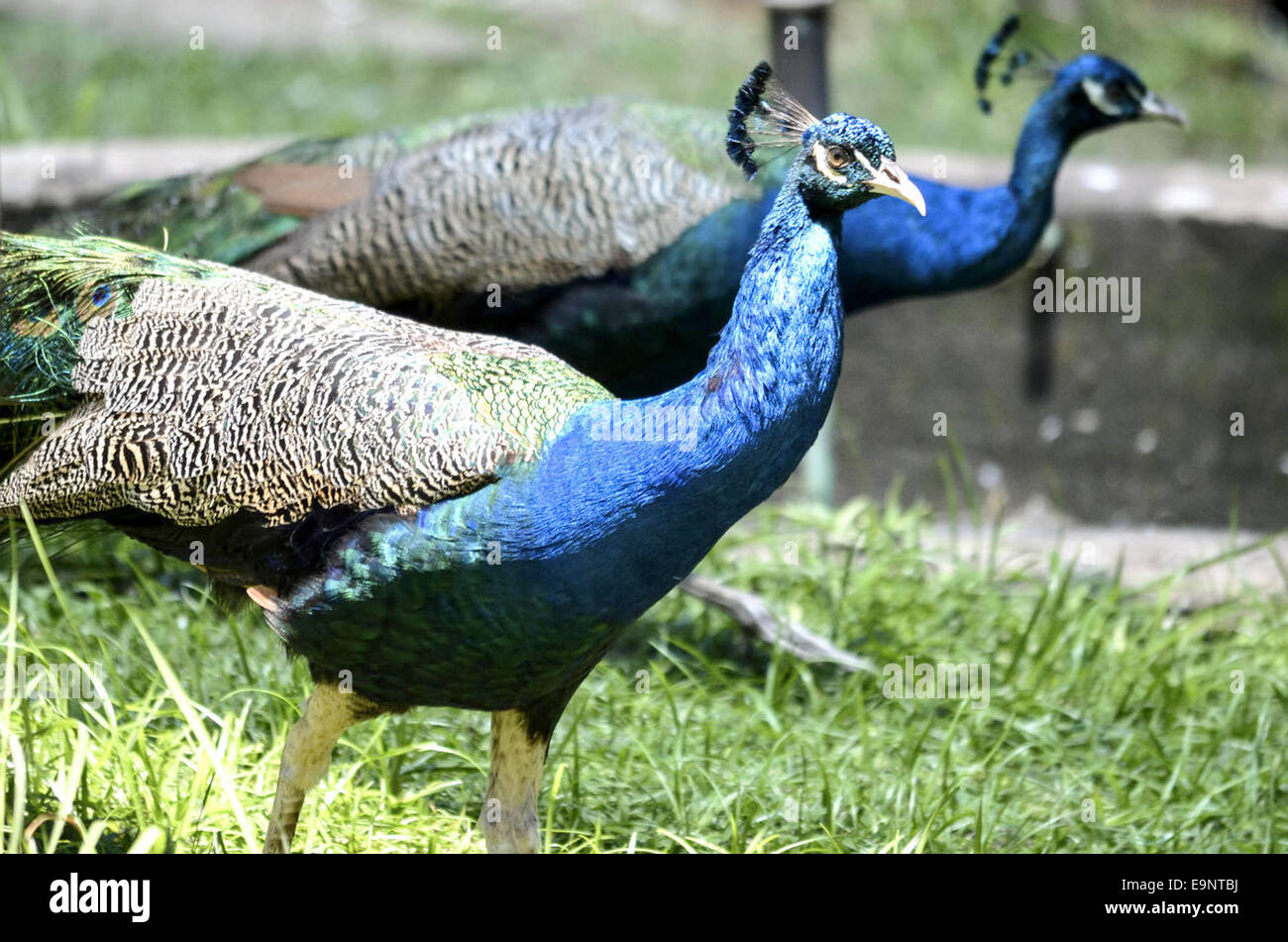 Peacock in the forest of Mombasa Kenya Stock Photo - Alamy